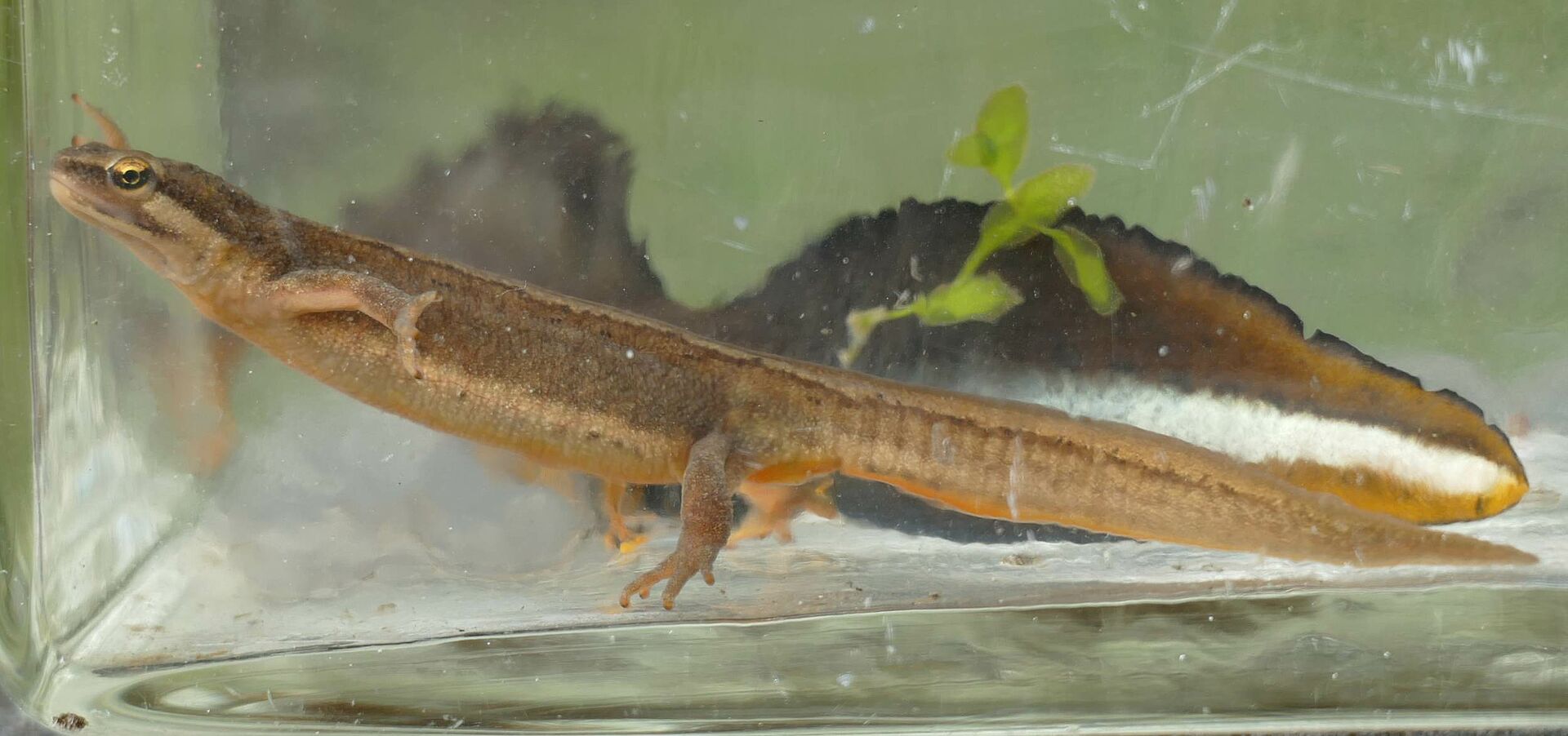 Molche - BUND Naturschutz in Bayern e.V.