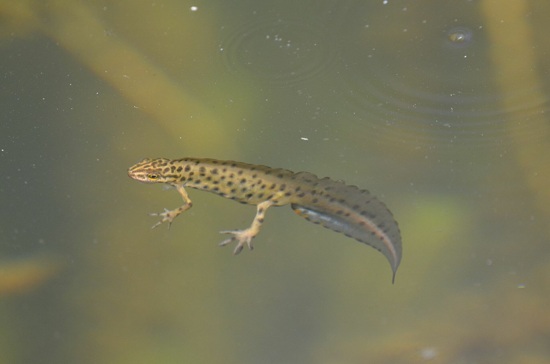 Molche - BUND Naturschutz in Bayern e.V.