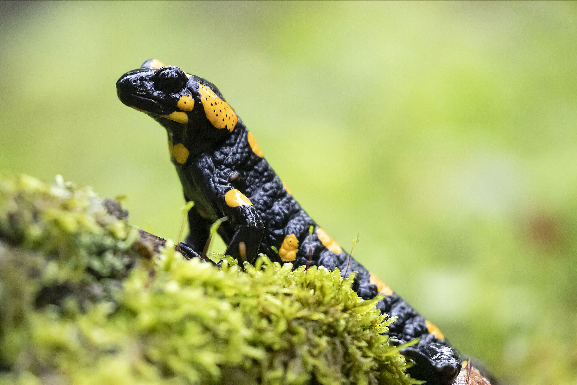 Amphibien - BUND Naturschutz in Bayern e.V.
